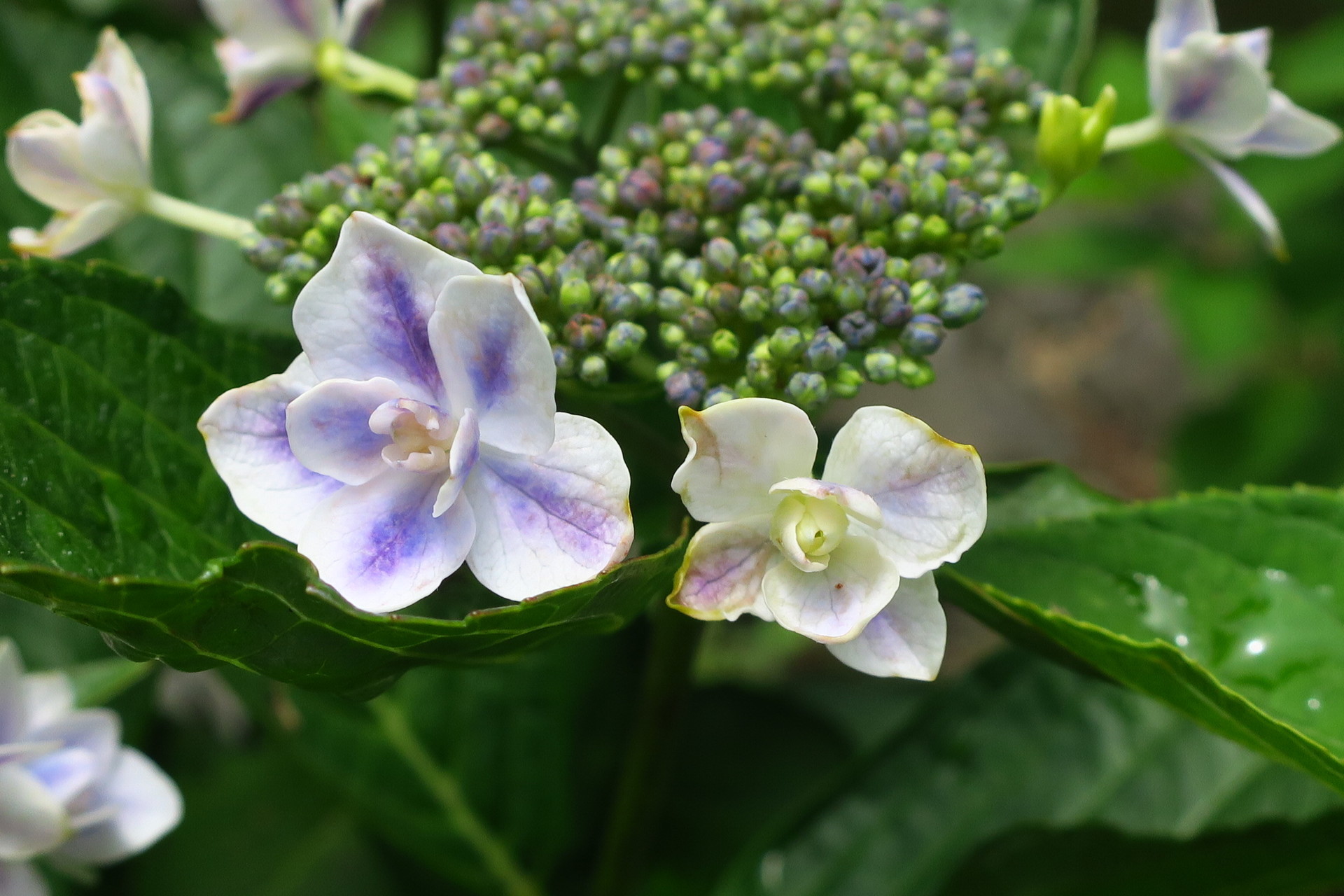 長居植物園 季節の花: 花咲か爺